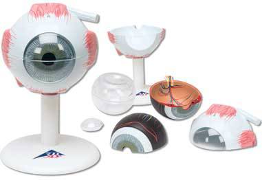 Eye Models & Eyeball Anatomical Model of the Human Eye for Sale