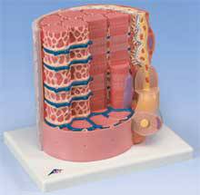 Human Muscle Anatomy Models