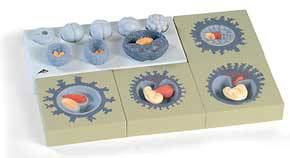 Embryonic Development Models