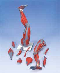 Human Muscle Anatomy Models