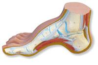 3D Anatomical Foot Models & Human Foot Anatomy Model