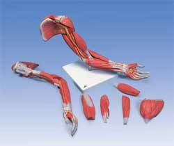 Human Muscle Anatomy Models