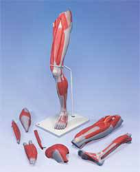 Human Muscle Anatomy Models