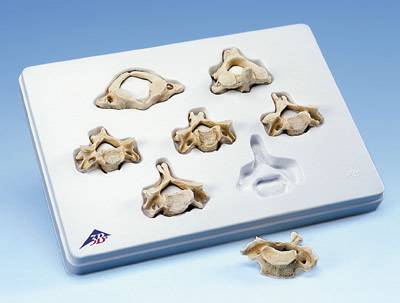 Vertebrae Anatomy Model