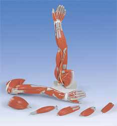 Human Muscle Anatomy Models